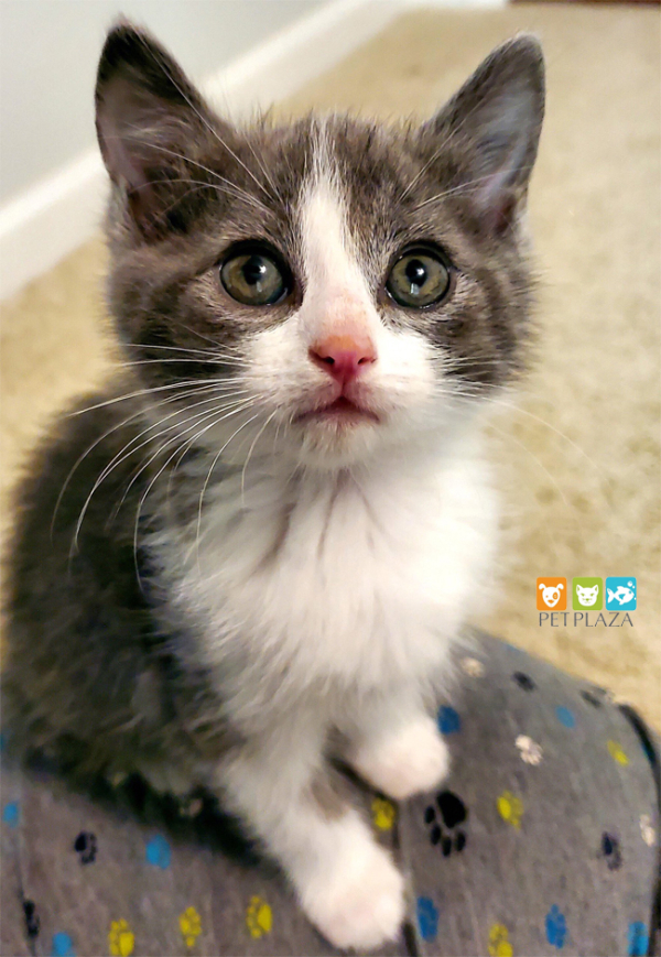 Cho mèo con ăn gì nên cho mèo con ăn mấy bữa 1 ngày